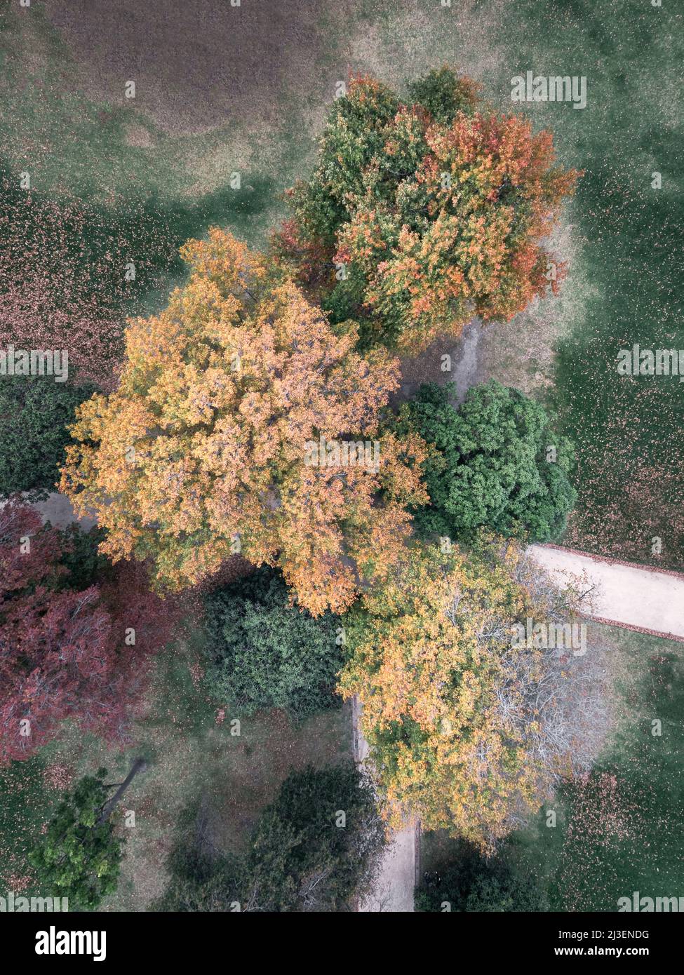 Autumn tree colors Stock Photo - Alamy