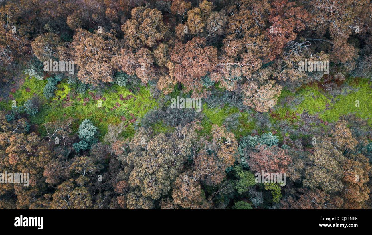 Autum trees from above Stock Photo - Alamy