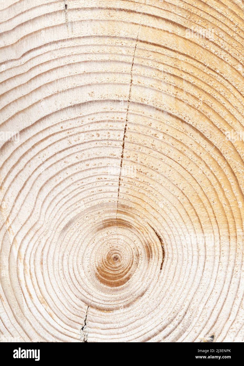 cross-section of tree trunk or end of log, macrophotography as natural ...