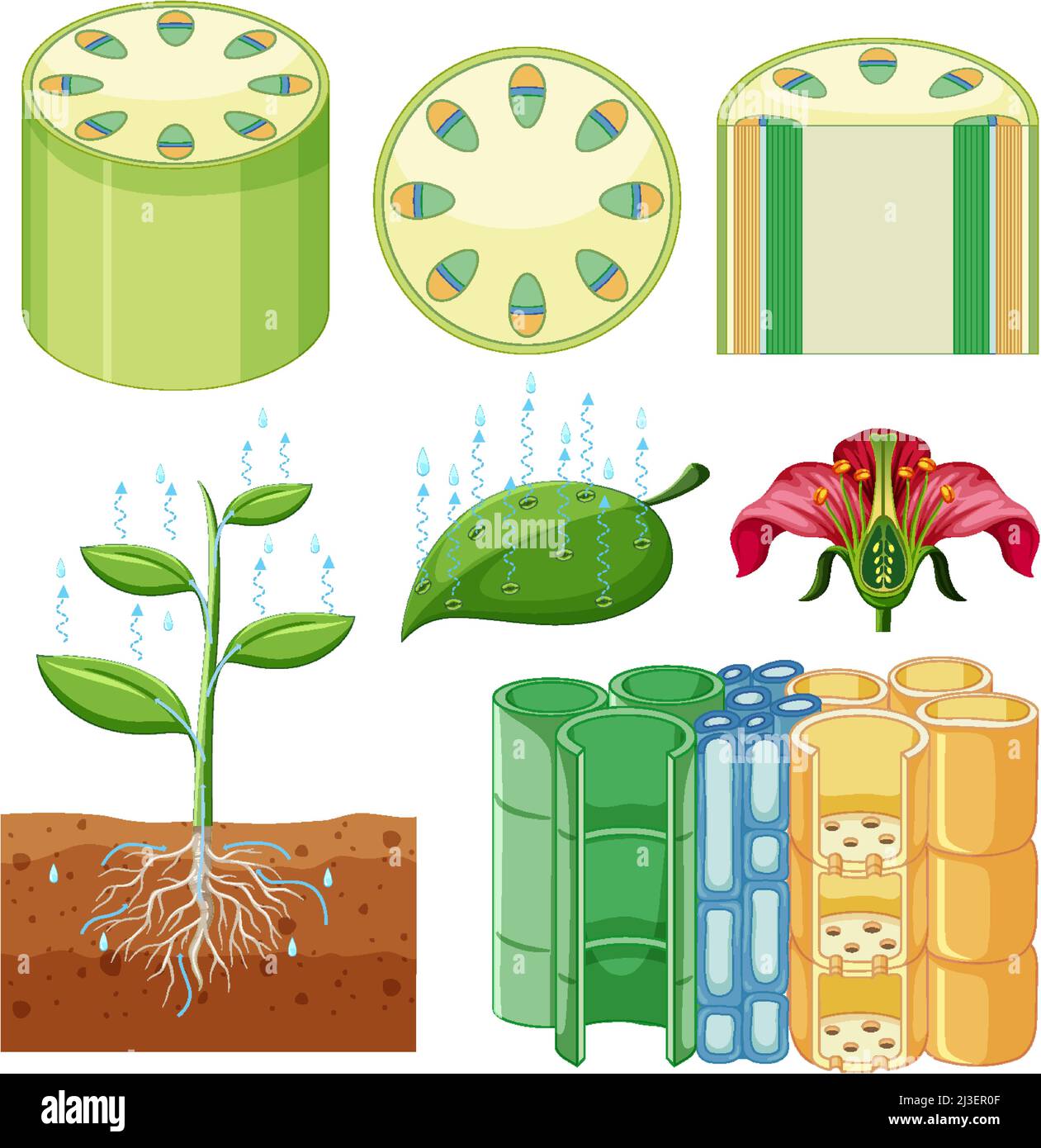 Set of different plant cells illustration Stock Vector Image & Art - Alamy