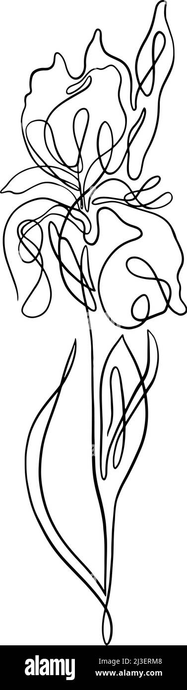 Line art iris Cut Out Stock Images & Pictures - Alamy