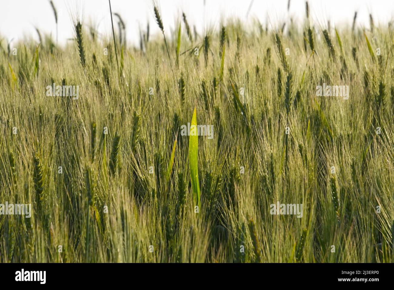 Grain wheat agriculture hi-res stock photography and images - Alamy
