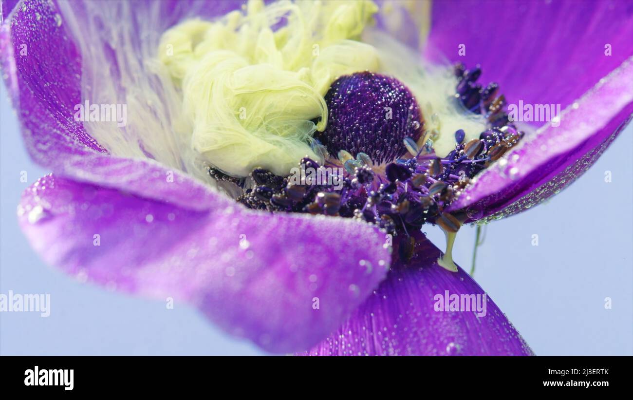 Close-up of beautiful flower in water with ink. Stock footage. Splash ...