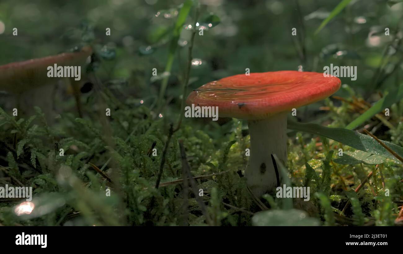 Close-up of mushroom with red hat. Creative. Beautiful mushroom in ...
