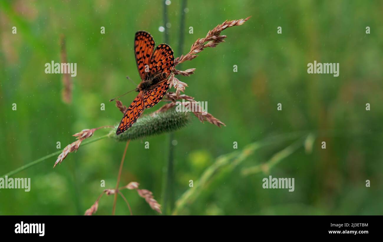 Butterfly in grass with splashes of water. Creative. Beautiful ...