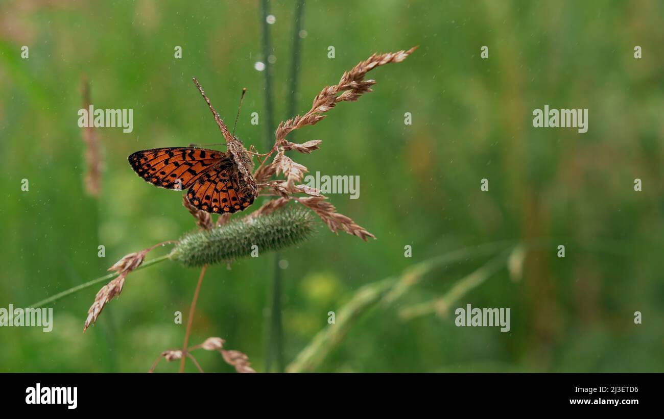Butterfly in grass with splashes of water. Creative. Beautiful ...