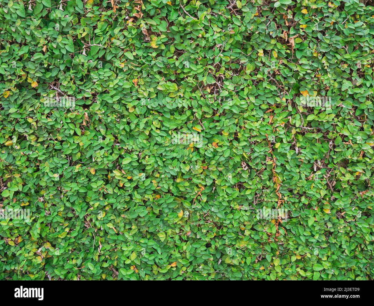 A wall of green creeper plants. Nature texture background Stock Photo ...