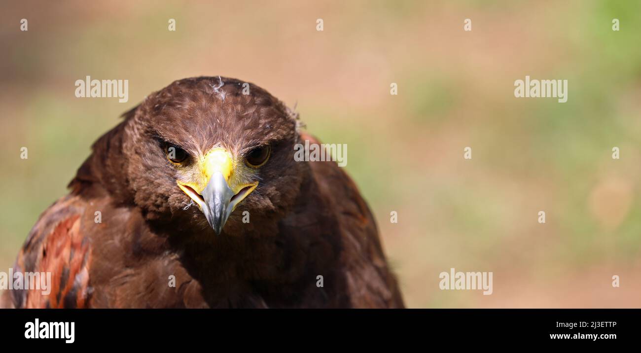 close up of the bird of prey called Harris hawk with its very close up ...