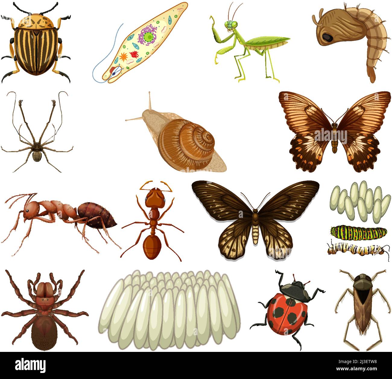 Different kinds of insects and animals on white background illustration ...