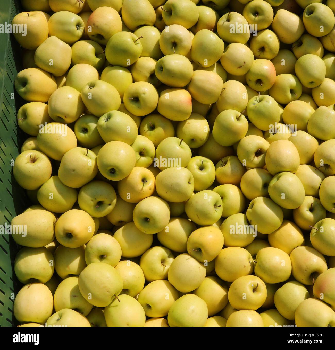 Südtirol apples hi-res stock photography and images - Alamy