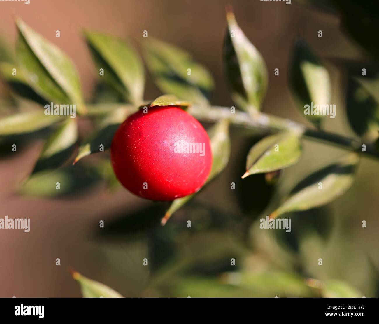 Butcher broom hi-res stock photography and images - Alamy
