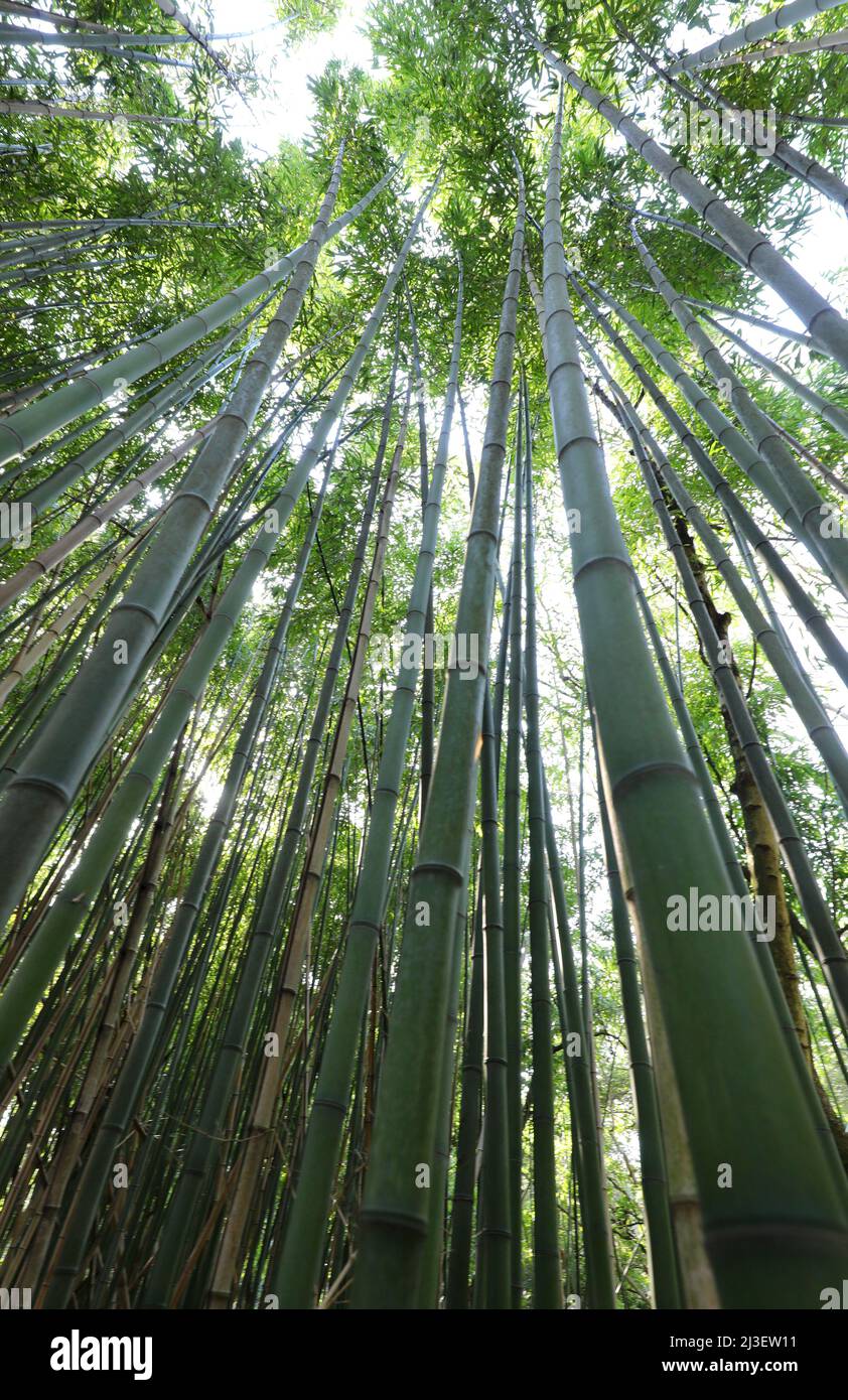 amazing view of the asian bamboo forest photographed from below with ...