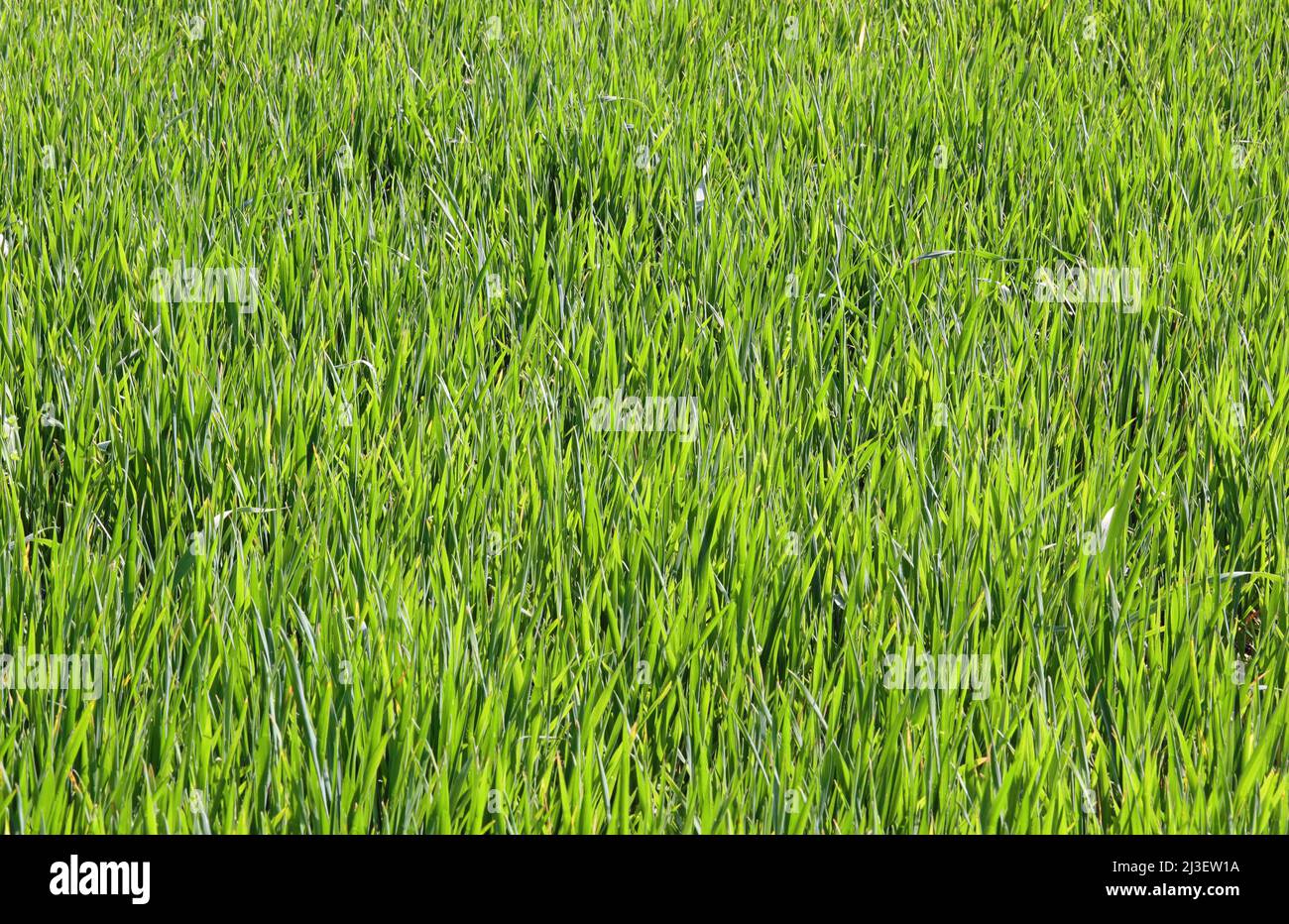 amazing background of fresh green blades of grass that will sprout to ...