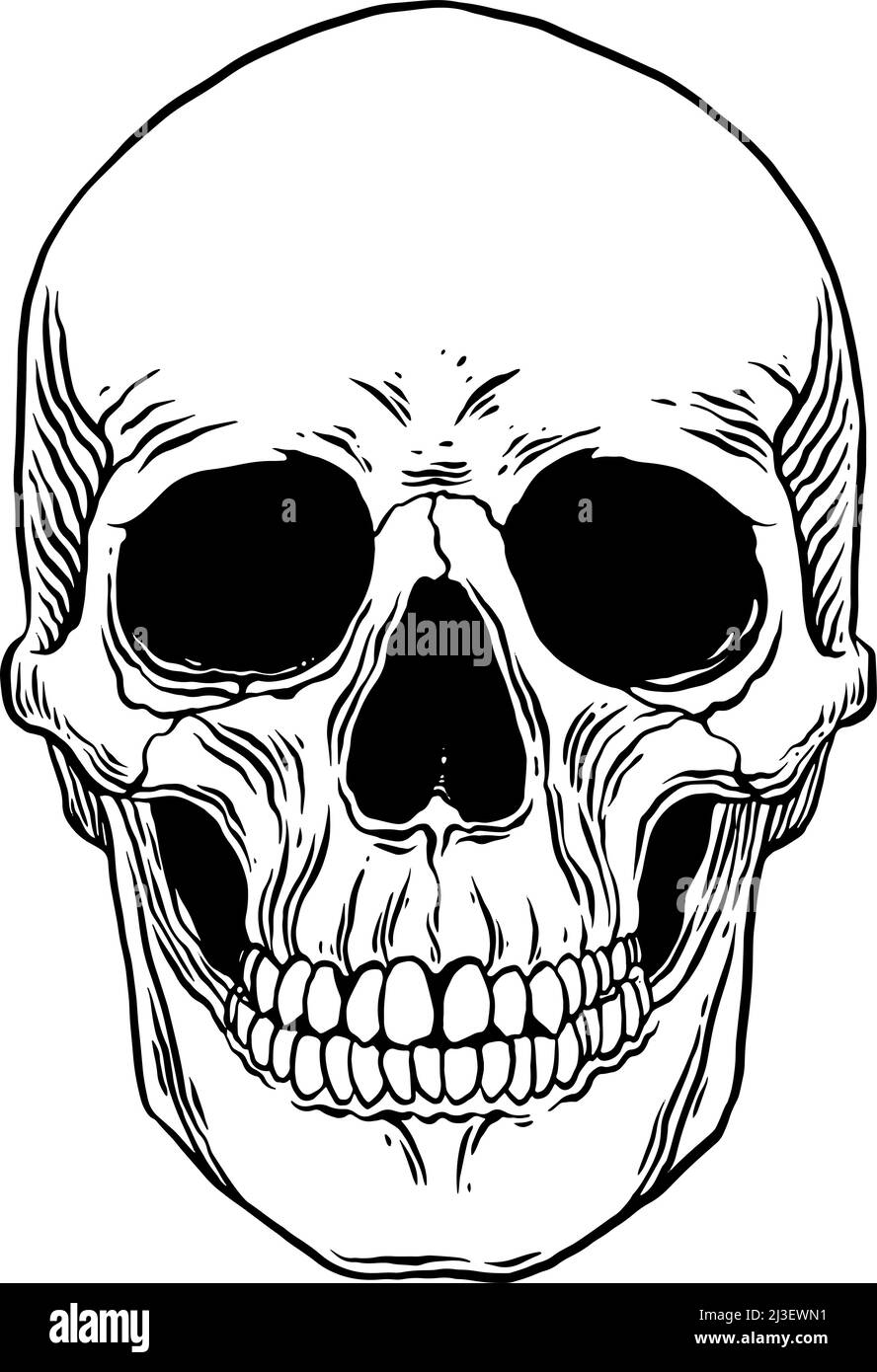 Anatomical Human Skull. Vector hand drawn illustration Stock Vector ...