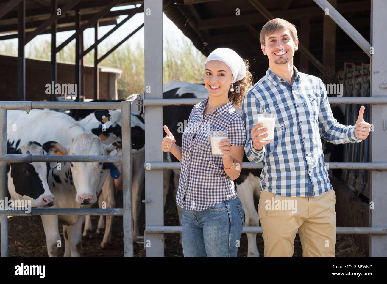 Cheerful farmers standing with in the cow hangar and showing fresh milk ...