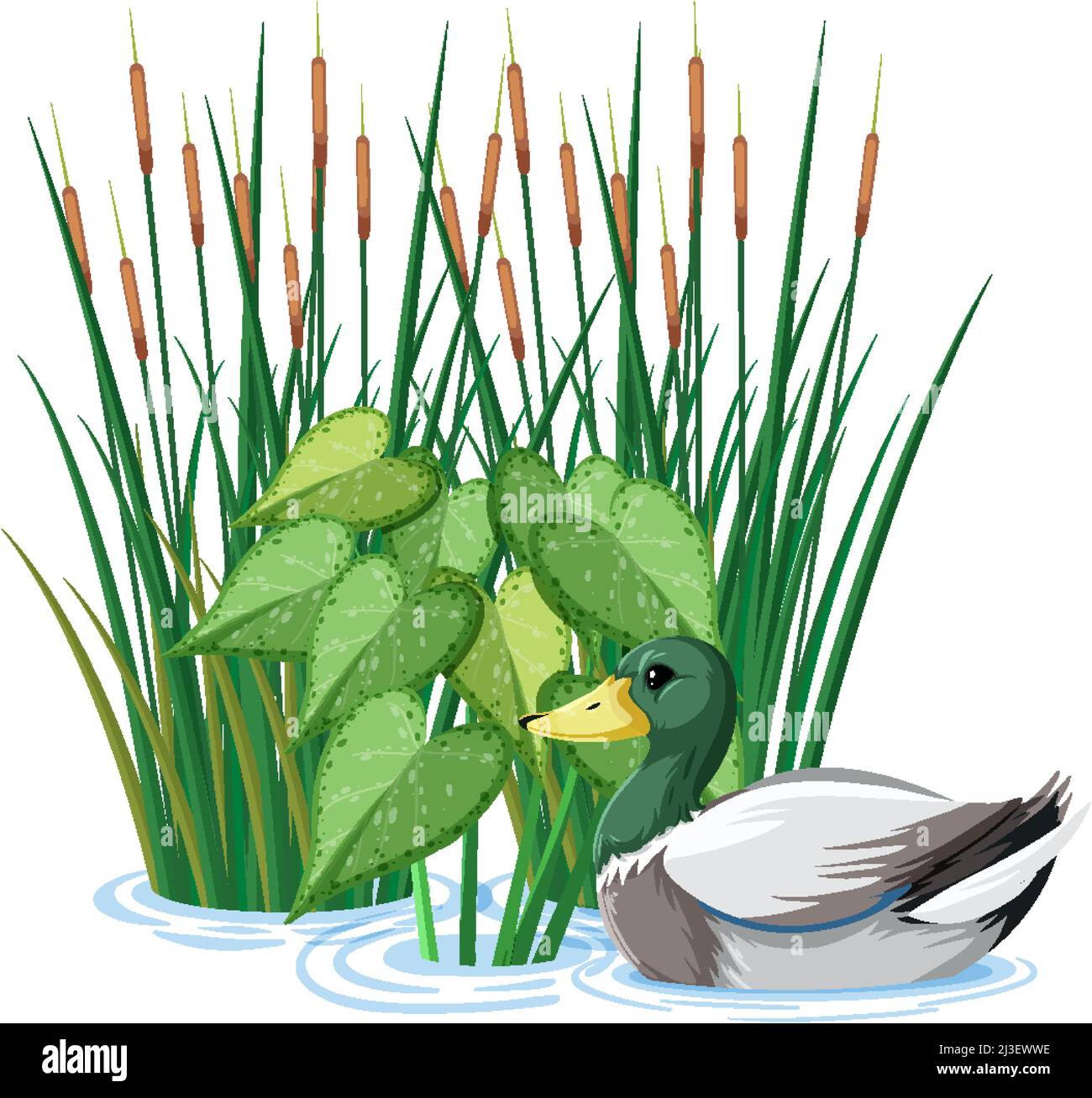 Duck Swimming Clip Art