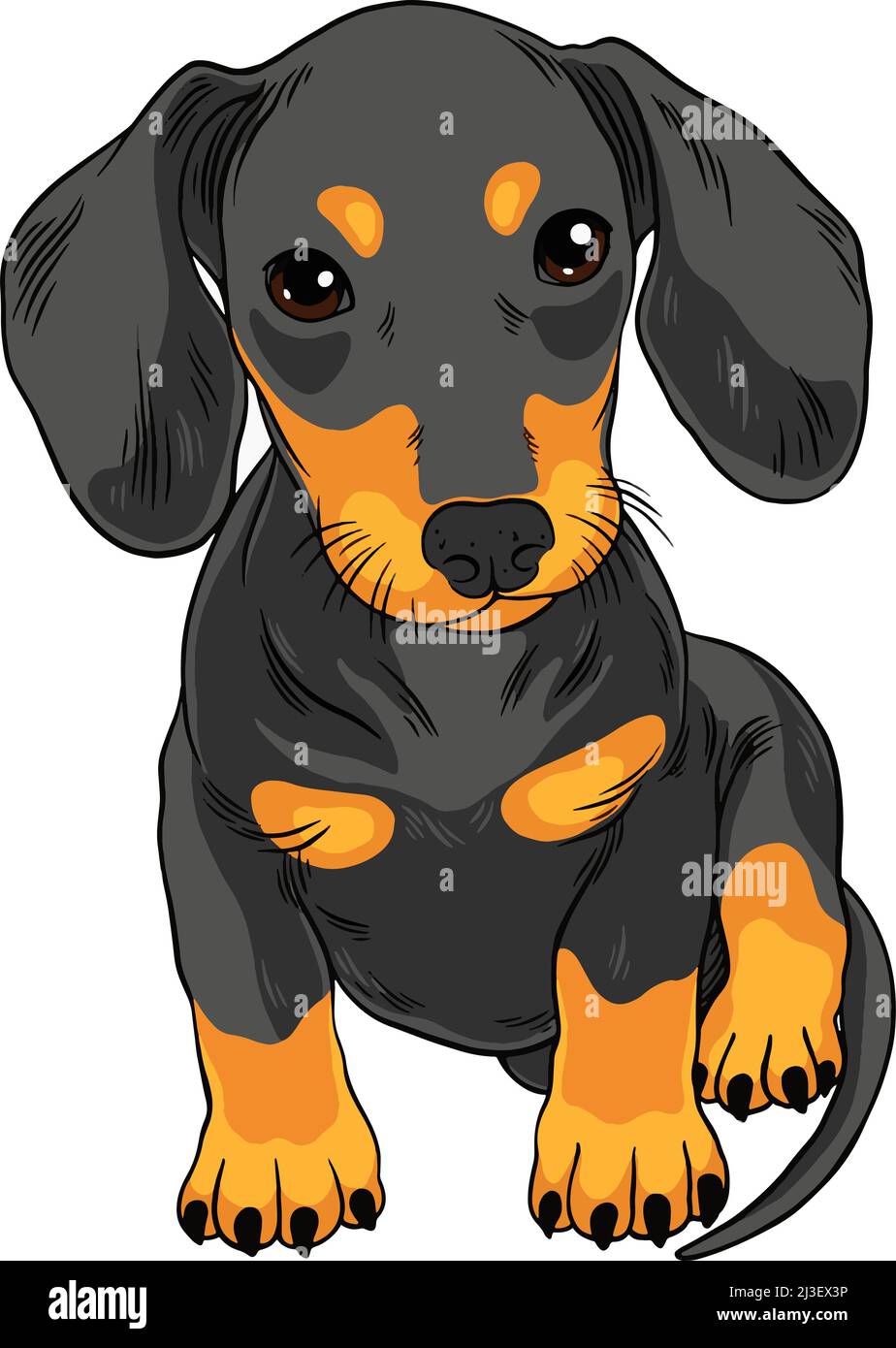 Puppy sausage dog sitting Stock Vector Images - Alamy