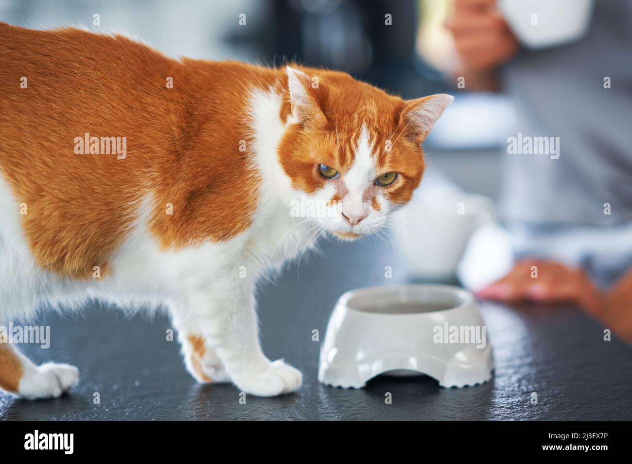 The red cat kitchen hi-res stock photography and images - Alamy