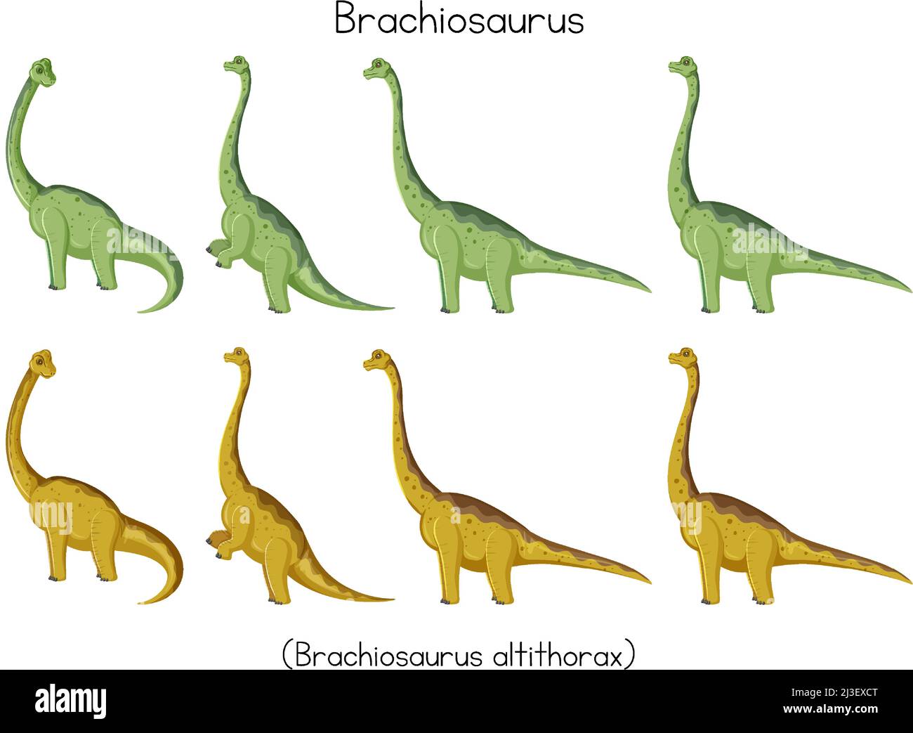 Brachiosaurus in different posts illustration Stock Vector Image & Art ...