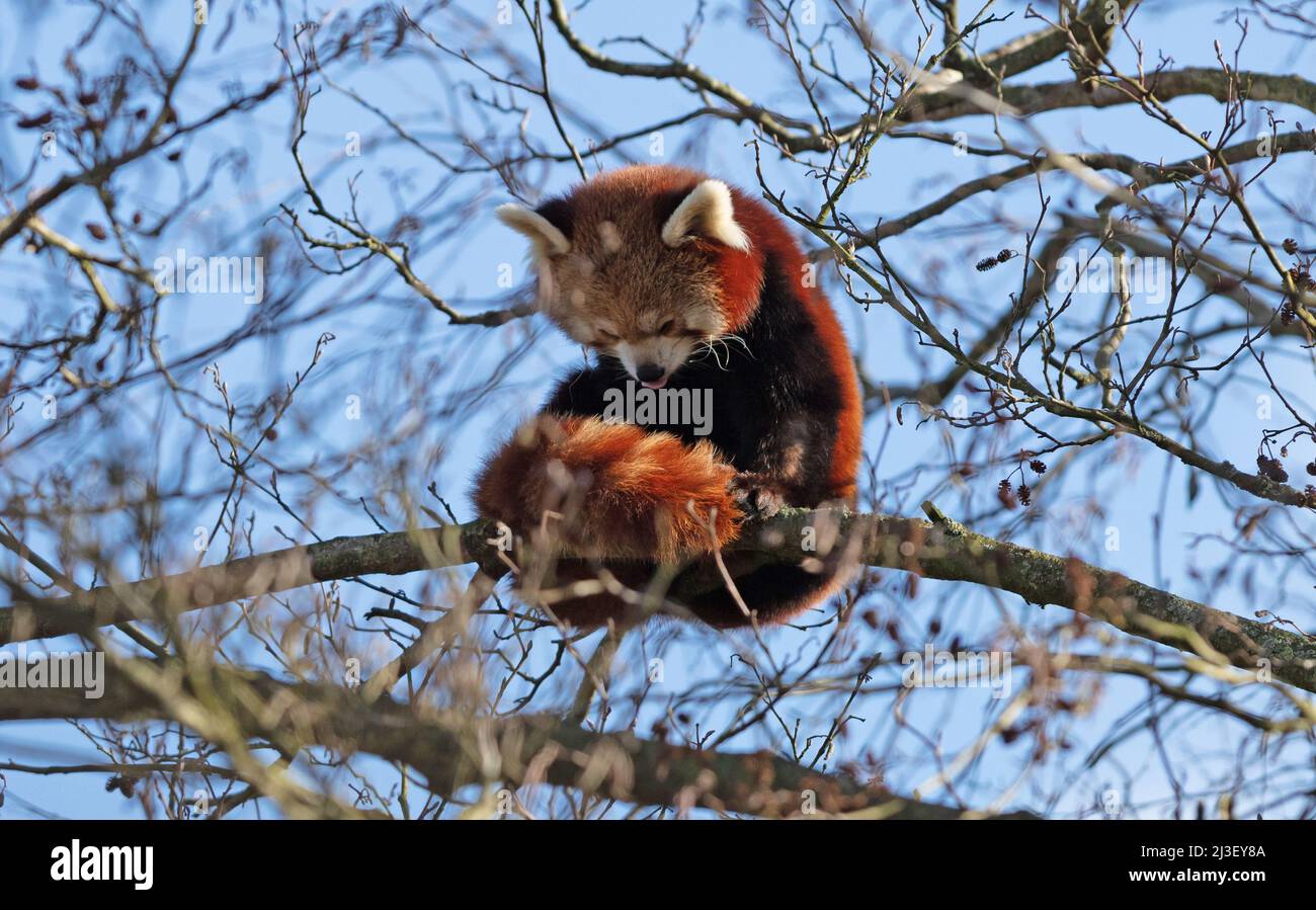 Red panda sitting high up in a tree, safe from everything Stock Photo ...