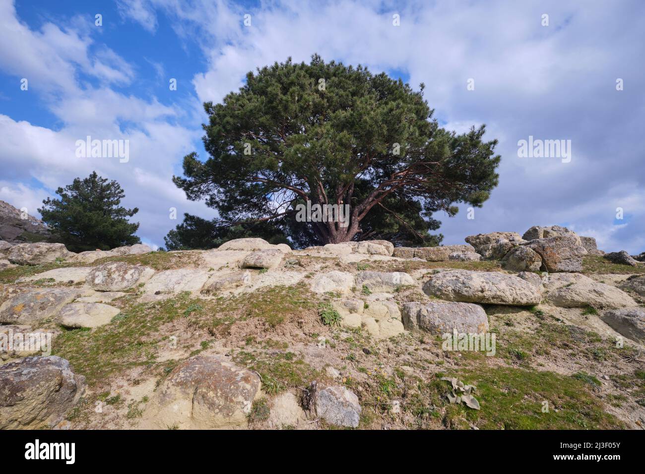 Trees grow on the foundation of the famous Altar of Zeus. The altar ...