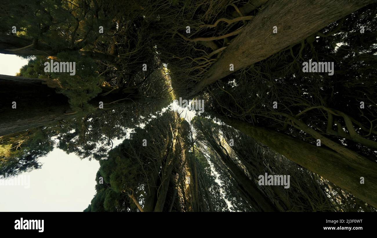 Bottom view of tops of tall dark trees. Action. Tall trees rise like ...