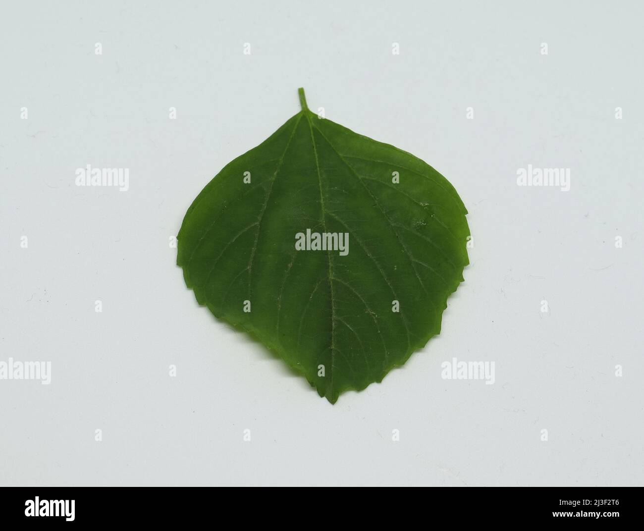 Indian Nettle, leaf, Indian Acalypha (ACALYPHA INDICA) leaf medicinal ...