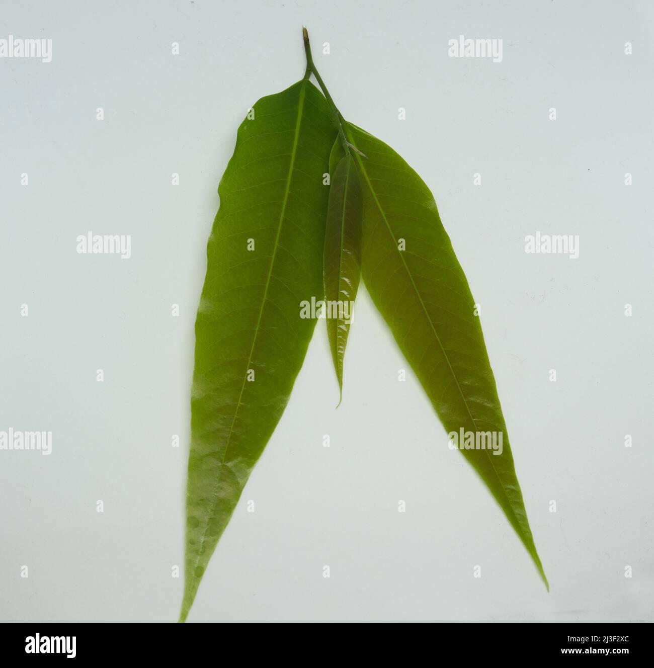 Polyalthia longifolia var pendula - leaves, Monoon longifolium. with ...