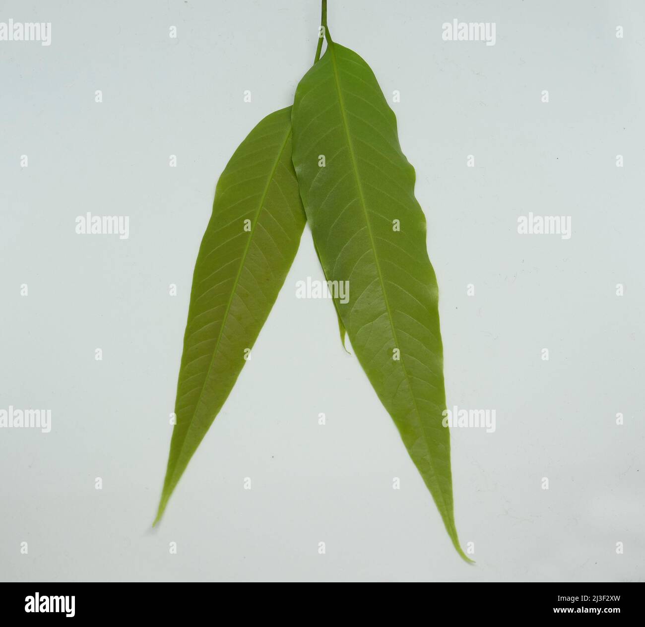 Polyalthia longifolia var . with white backgroundpendula - leaves ...