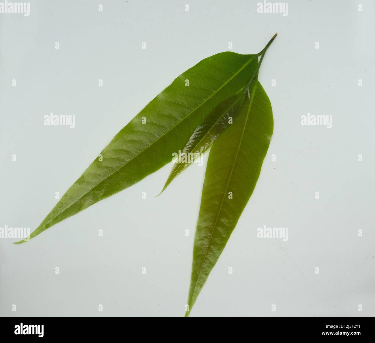 Polyalthia longifolia var pendula - leaves, Monoon longifolium. with ...