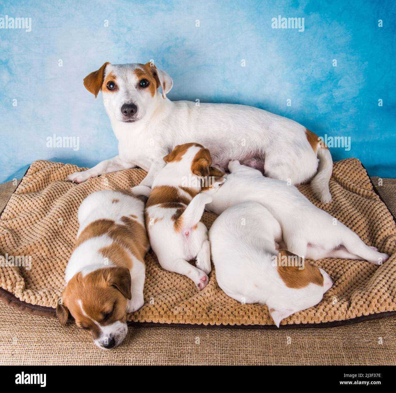 Female Jack russell terrier with puppies on a blanket, horizontal Stock ...