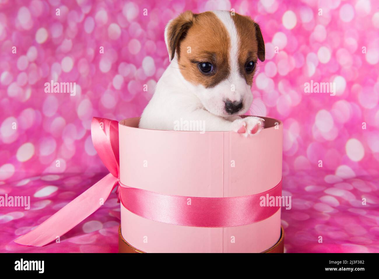 Cute white puppy dog on pink box with bow Stock Photo - Alamy