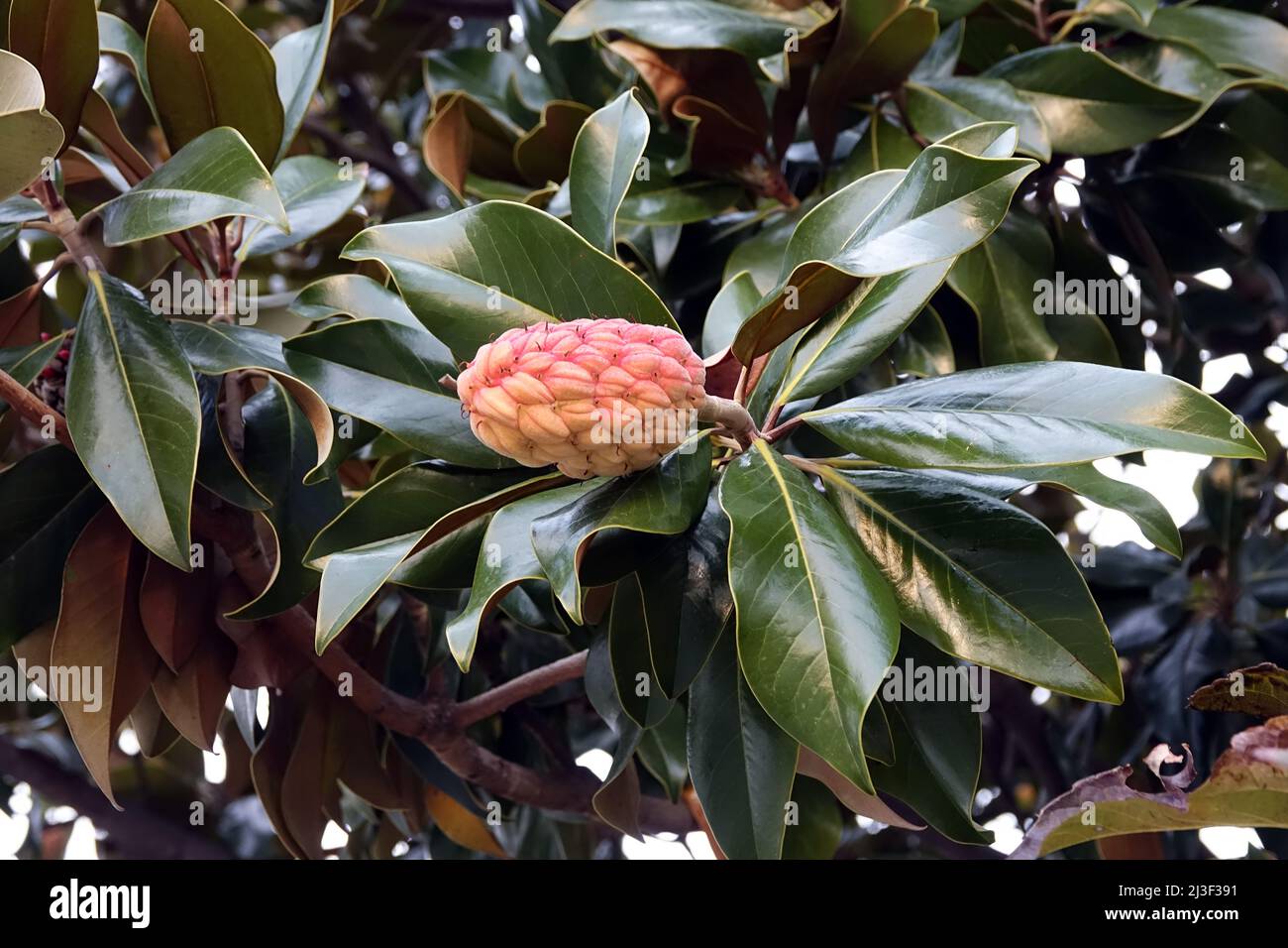 Magnolia fruits hi-res stock photography and images - Alamy