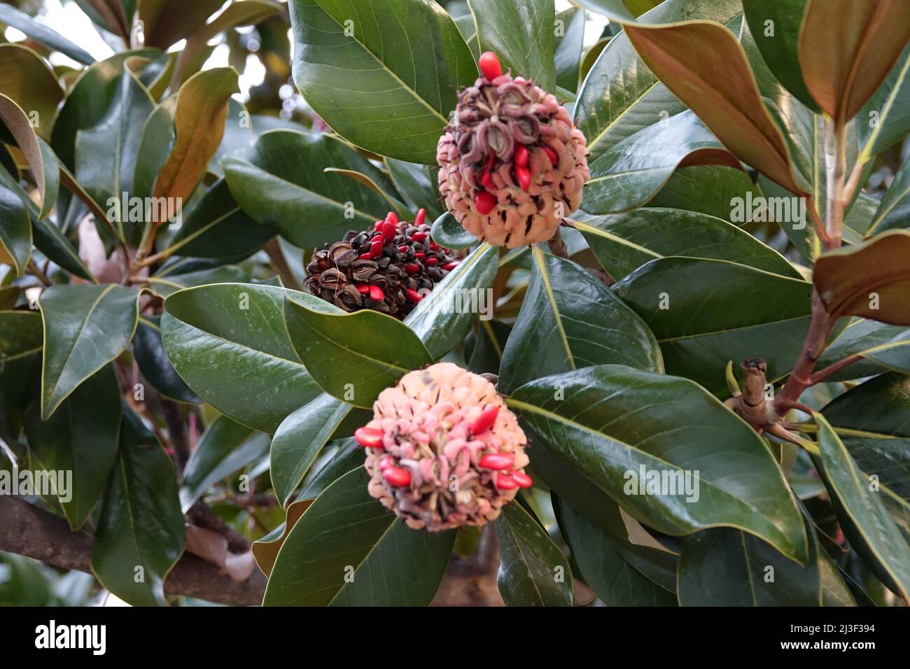 Magnolia fruit hi-res stock photography and images - Alamy
