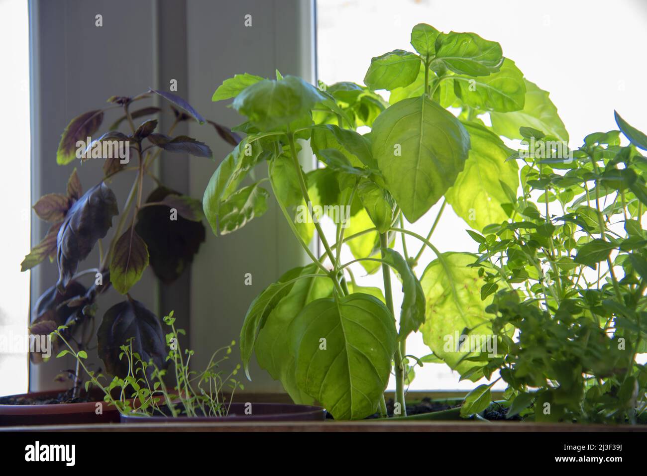 Different varieties of basil grow in a wooden box on the windowsill ...