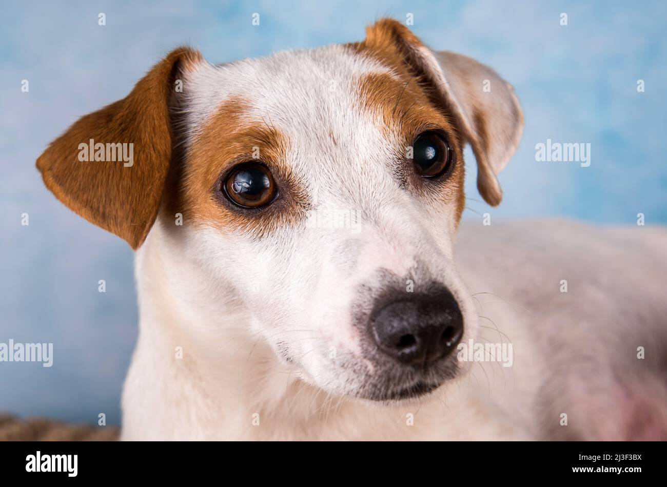 Jack russell terrier female close up portrait Stock Photo - Alamy