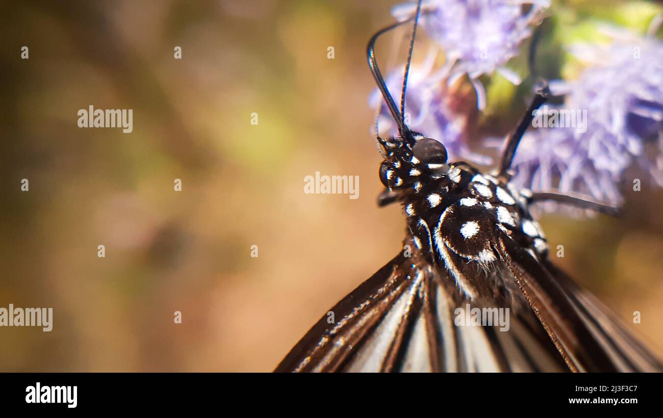 Butterfly nectar on flower. glassy tiger butterfly ( parantica aglea ...