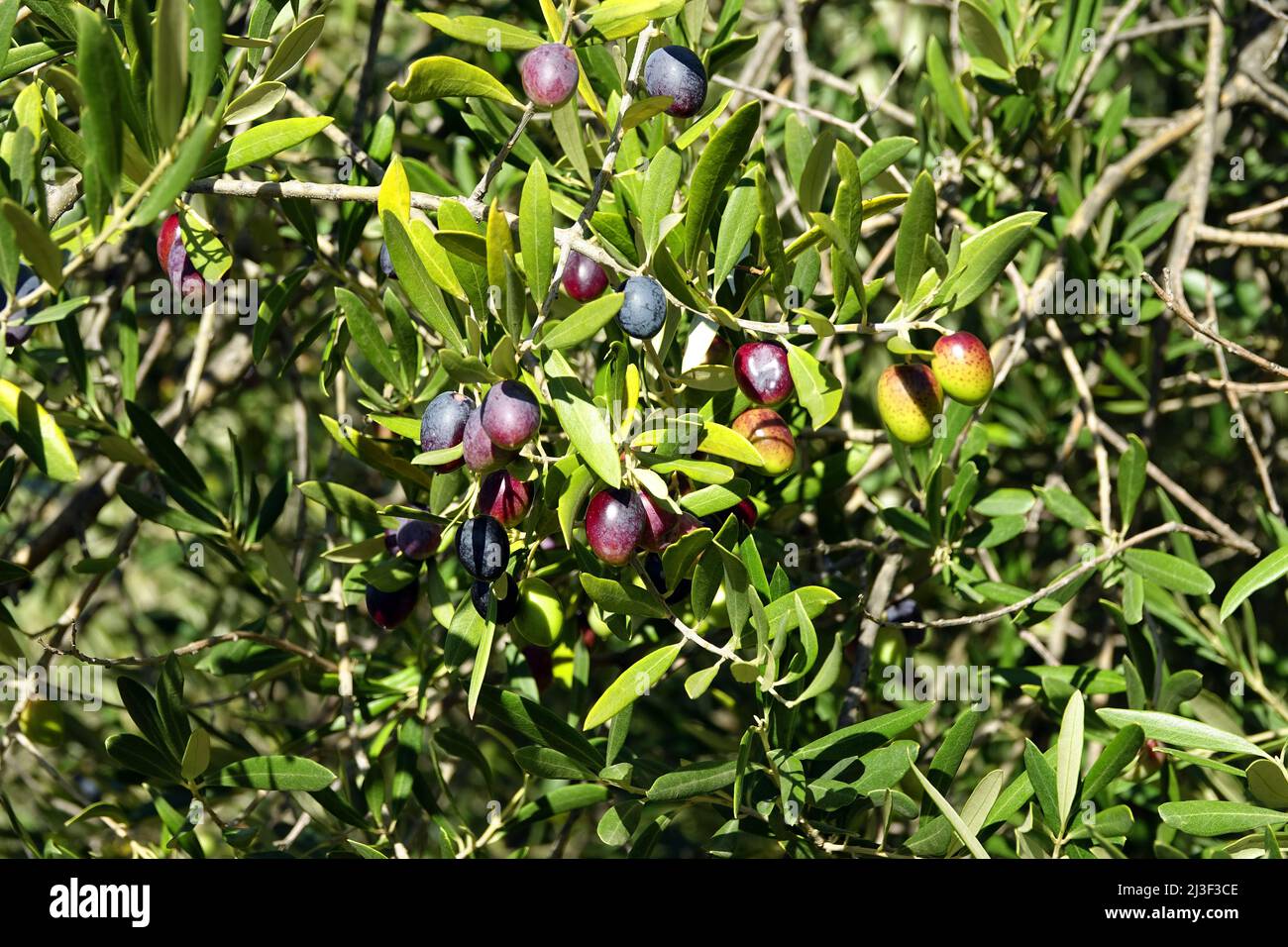 Provence olives on the tree at La Valette du Var Stock Photo - Alamy