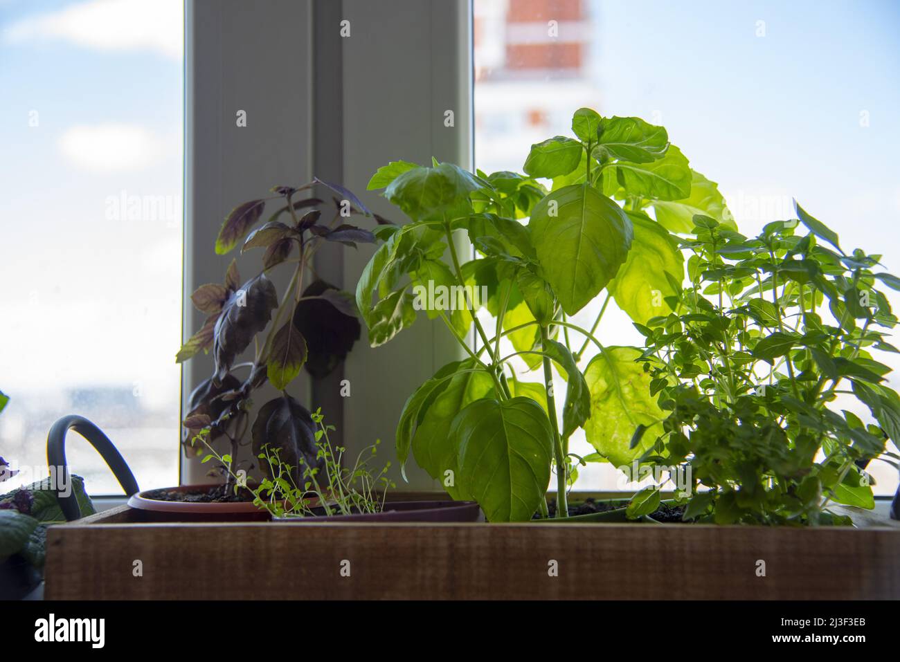 Different varieties of basil grow in a wooden box on the windowsill ...