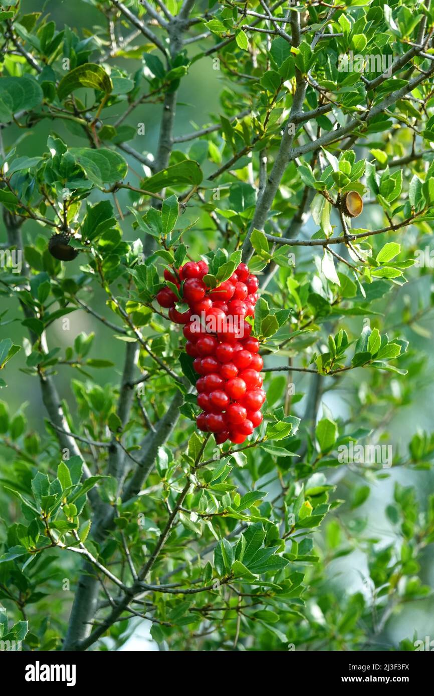 Sarsaparilla hi-res stock photography and images - Alamy