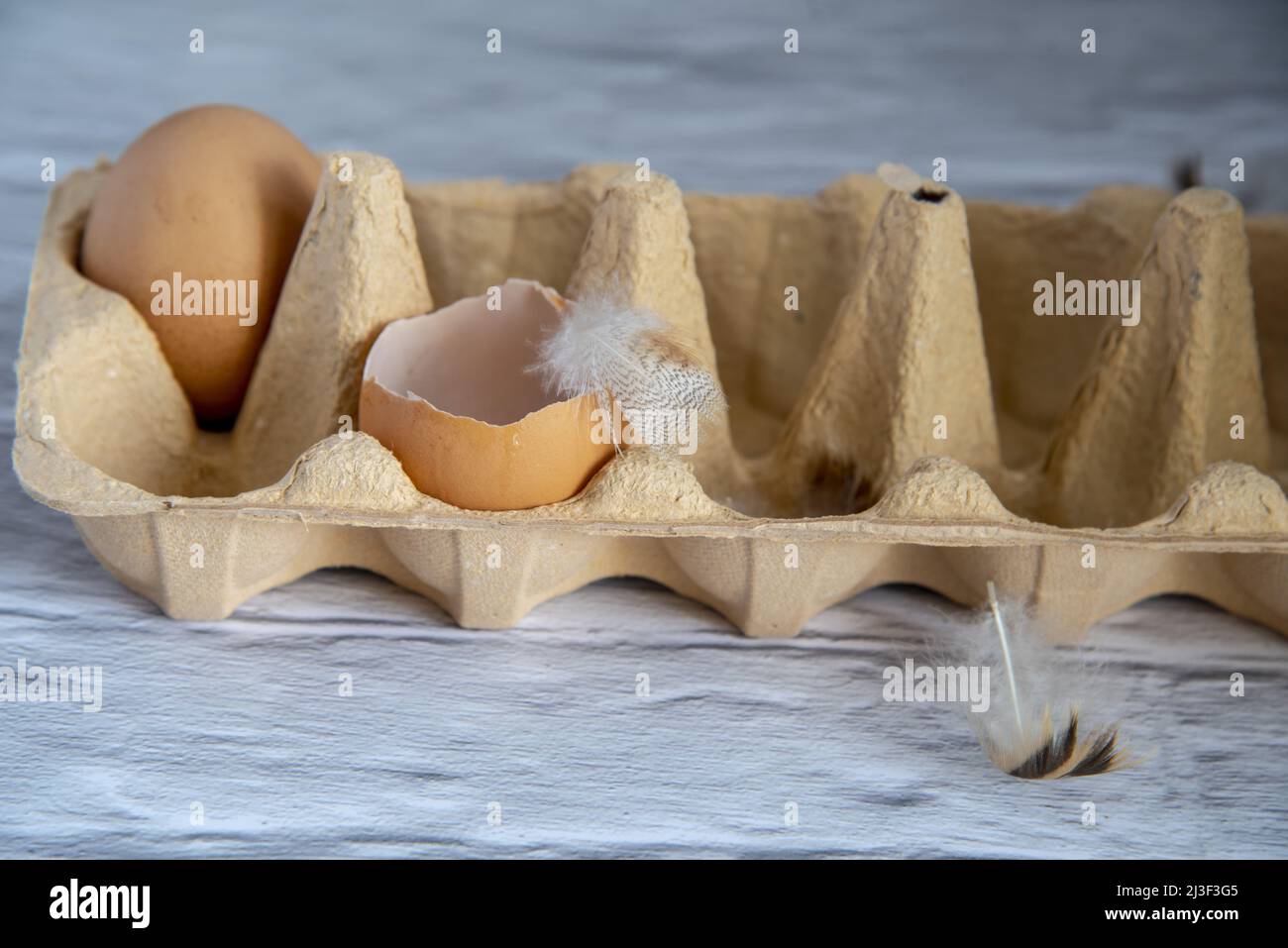 One brown chicken egg and eggshell in a cardboard box on a white brick ...