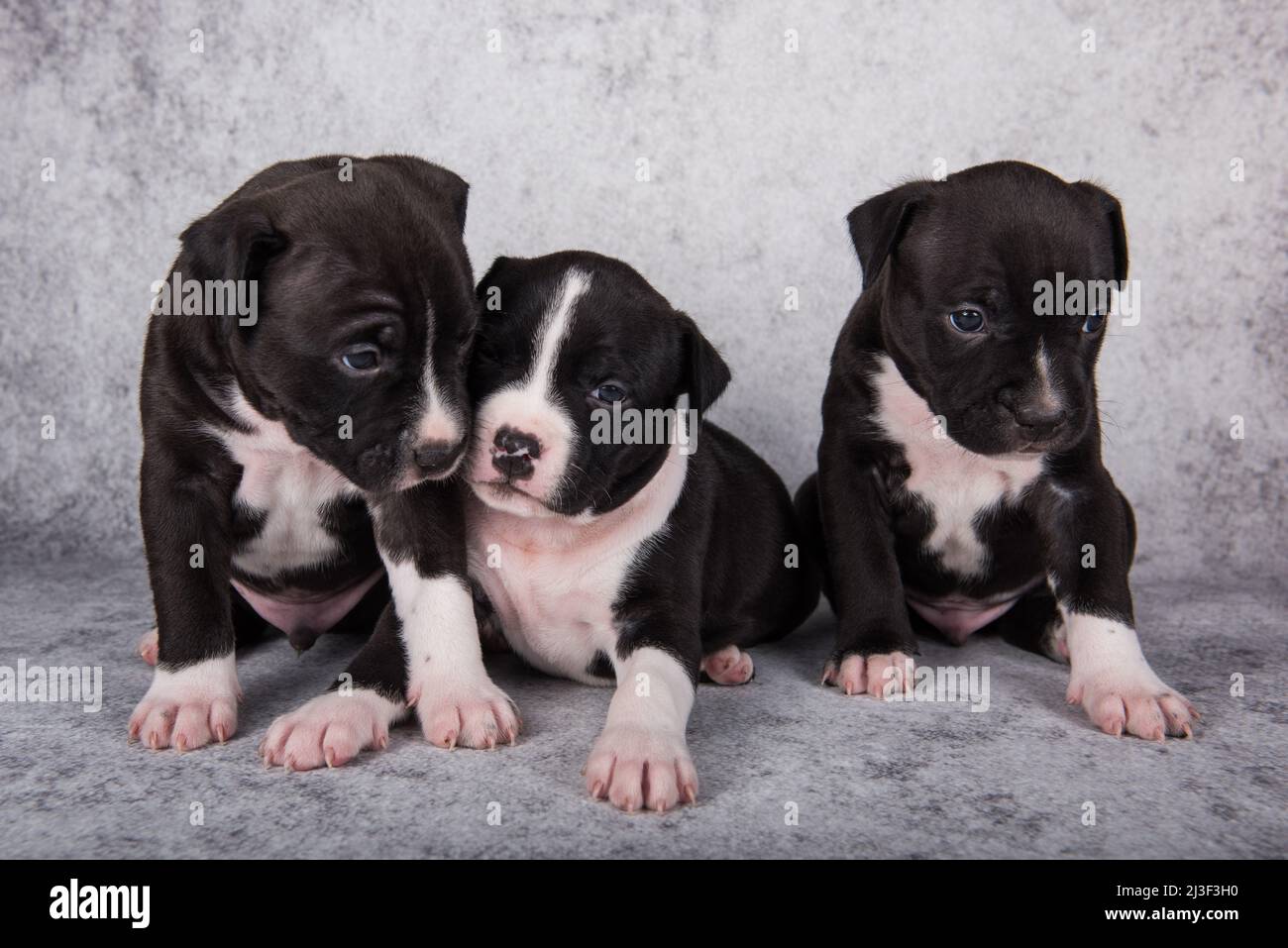 Black and white American Staffordshire Terrier dogs or AmStaff puppies ...