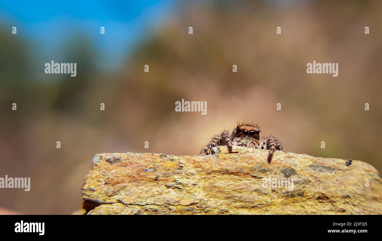 Gorgeous Jumping Spider Looking At The Camera Hiding From The Stone