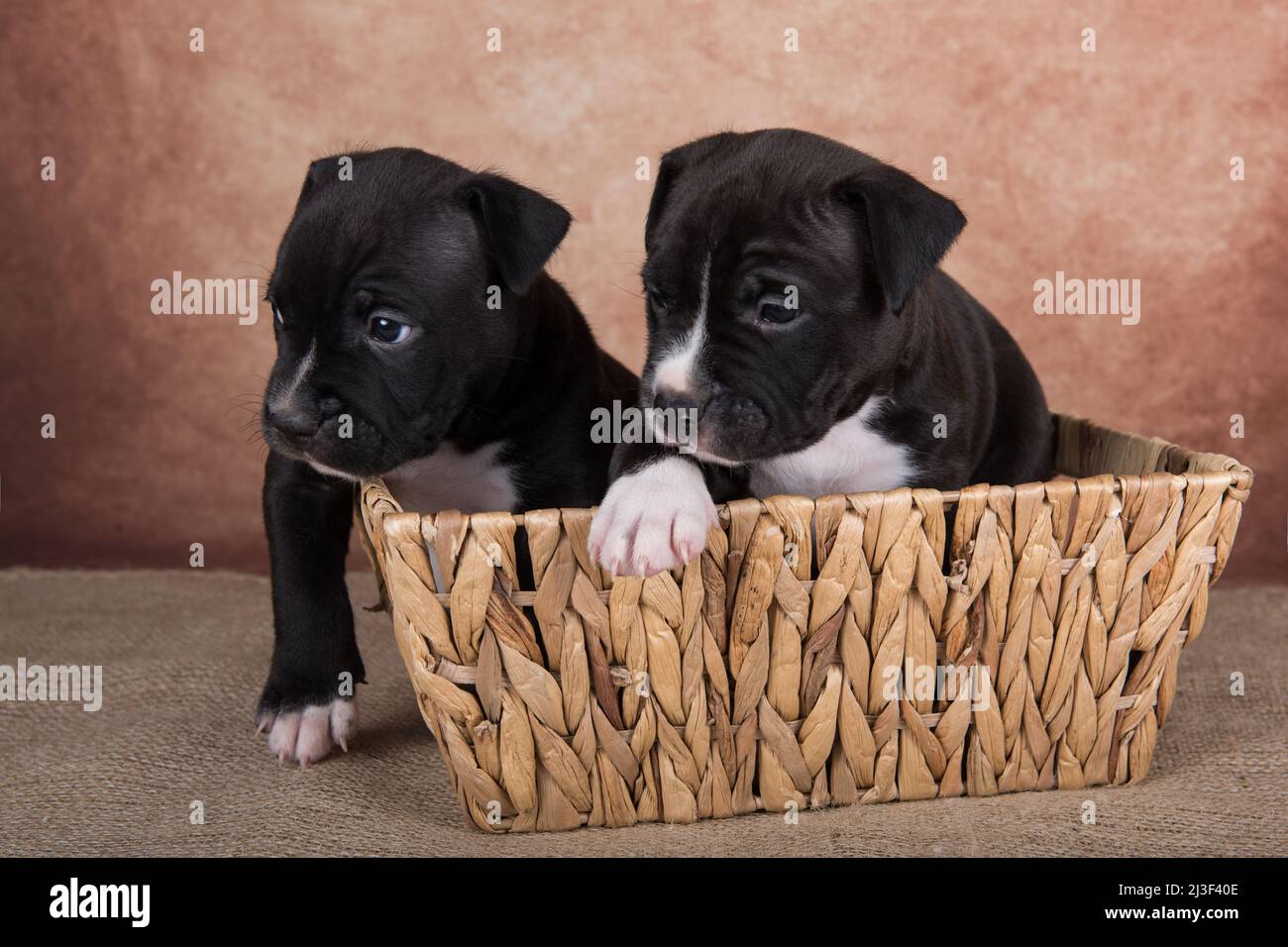Black and white American Staffordshire Terrier dogs or AmStaff puppies ...