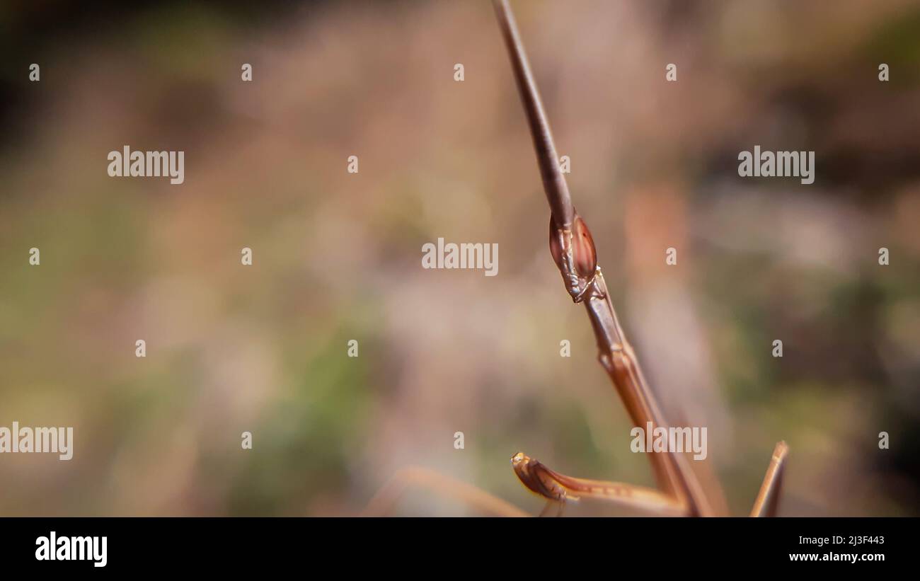 wood-like mantis insect looking ahead schizocephala bicornis mantis ...