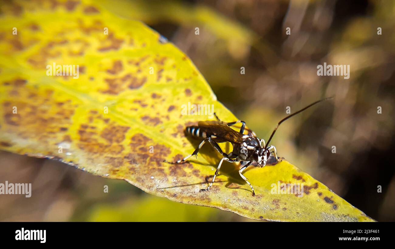 Gorgeous wasp resting on leaf. The Ichneumonidae, also known as the ...