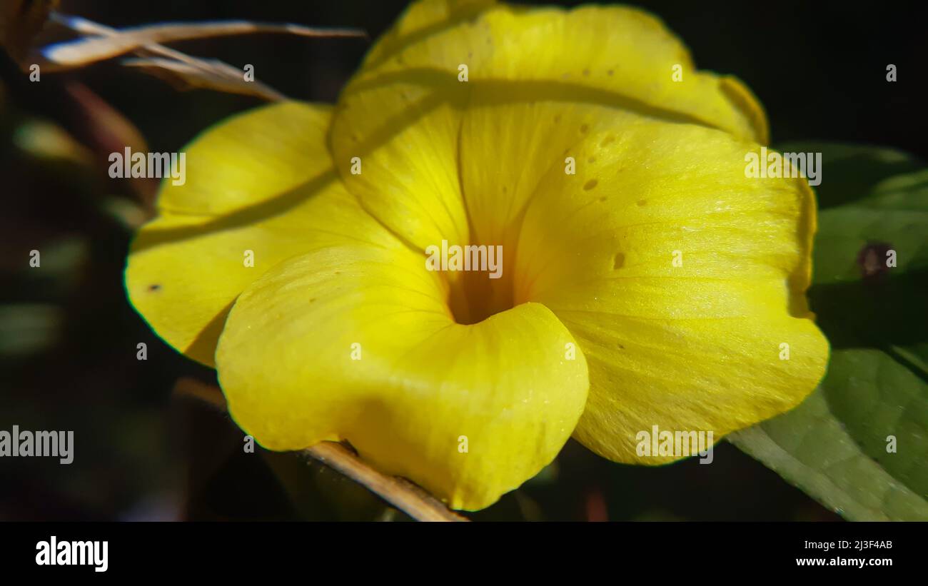 Close up of beautiful yellow flower. Reinwardtia indica, yellow ...