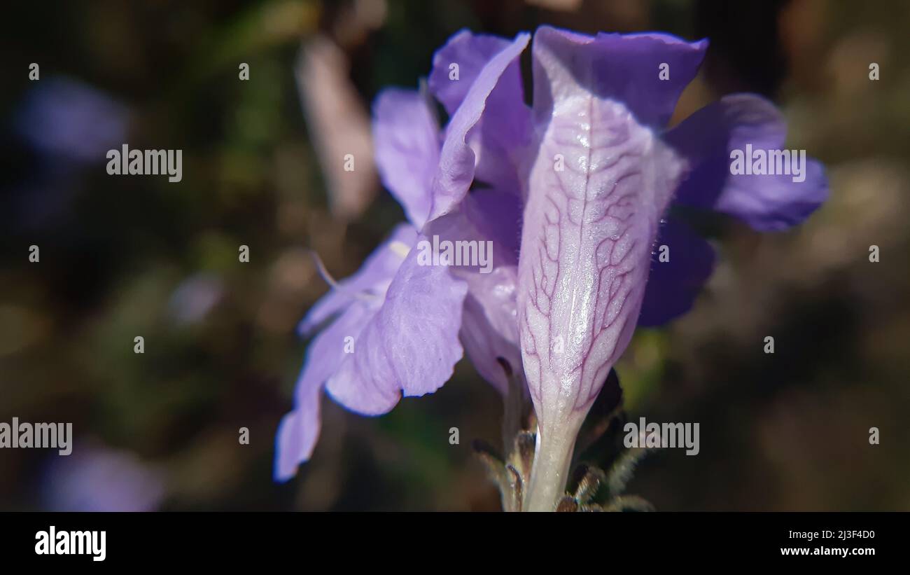 Picture of exotic flower. its common name is two headed coneflower ...