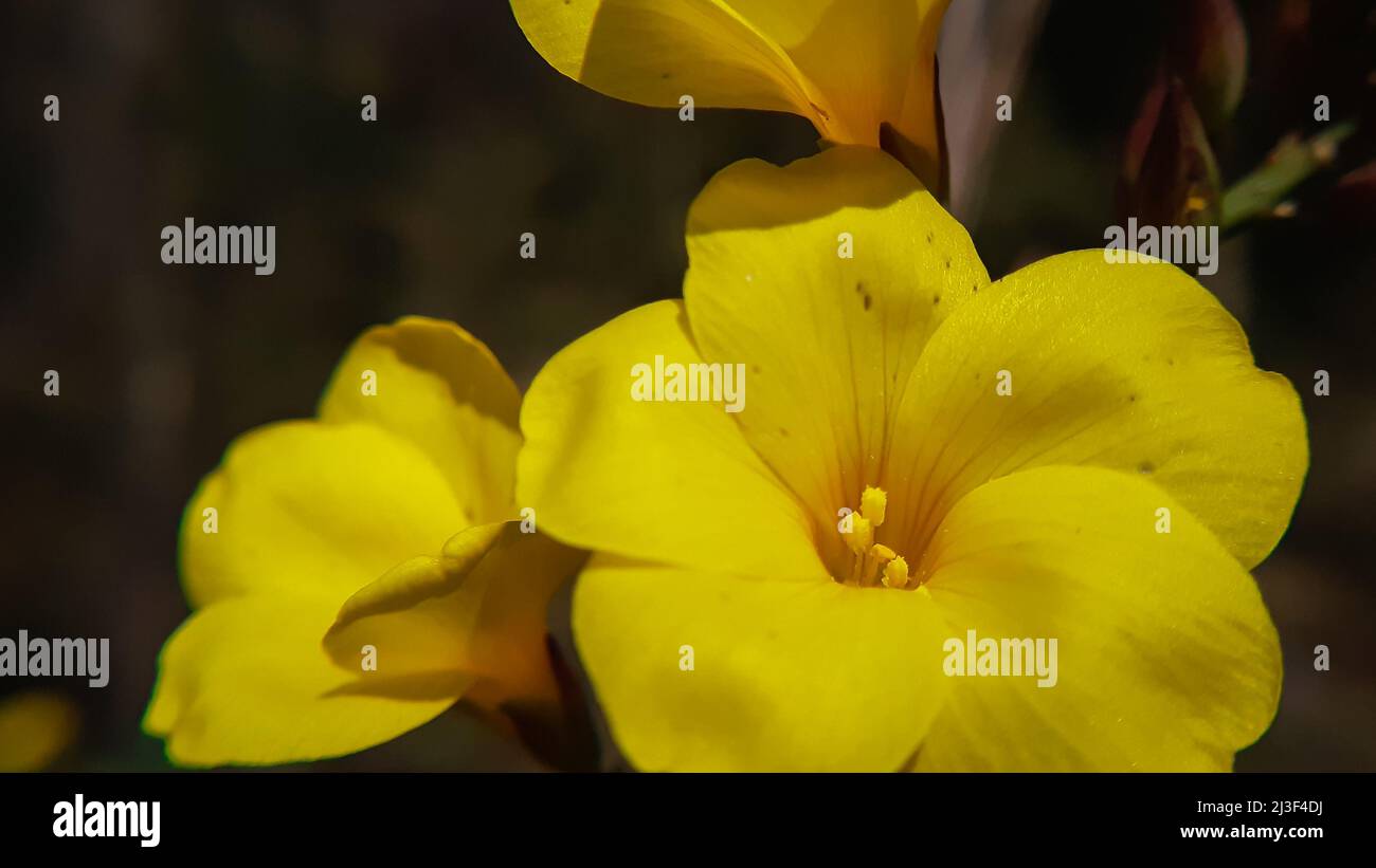 Vibrant ecosystem hi-res stock photography and images - Alamy