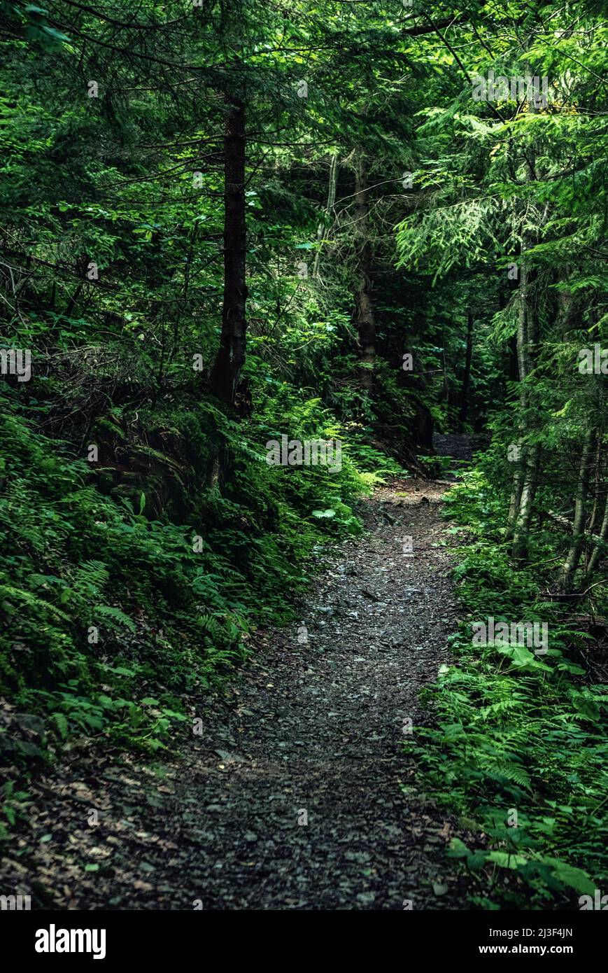 Dark moody forest Stock Photo - Alamy